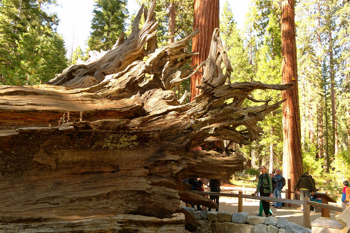 Giant Sequoias im Mariposa Grove - Yosemite Nationalpark