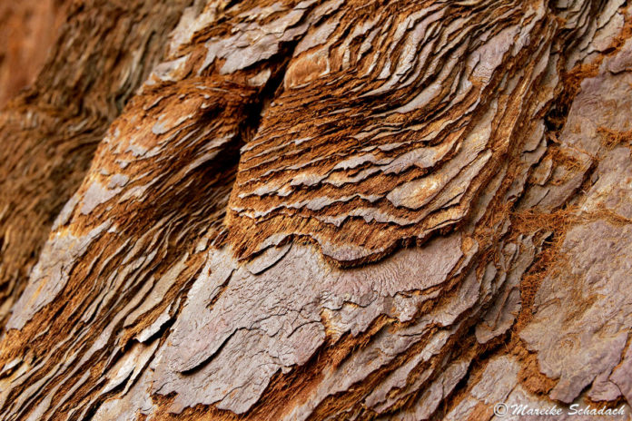 Giant Sequoias im Mariposa Grove - Yosemite Nationalpark