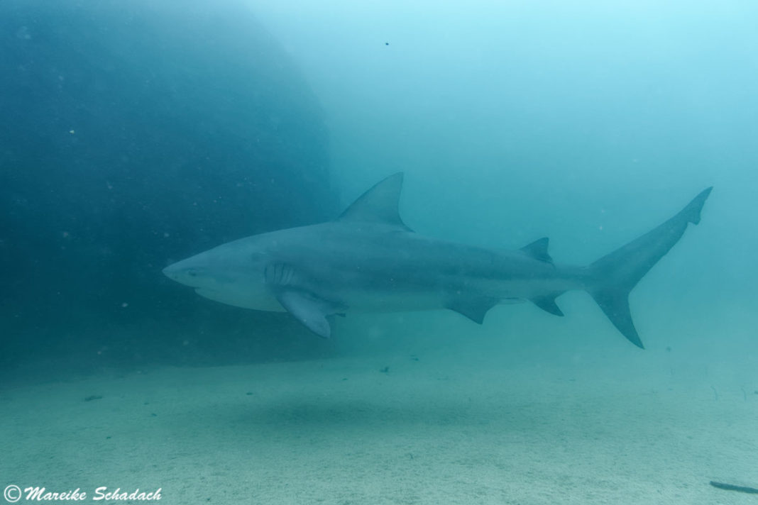 Shark Diving mit Bullenhaien, Cabo Pulmo - Tipps fürs Haitauchen