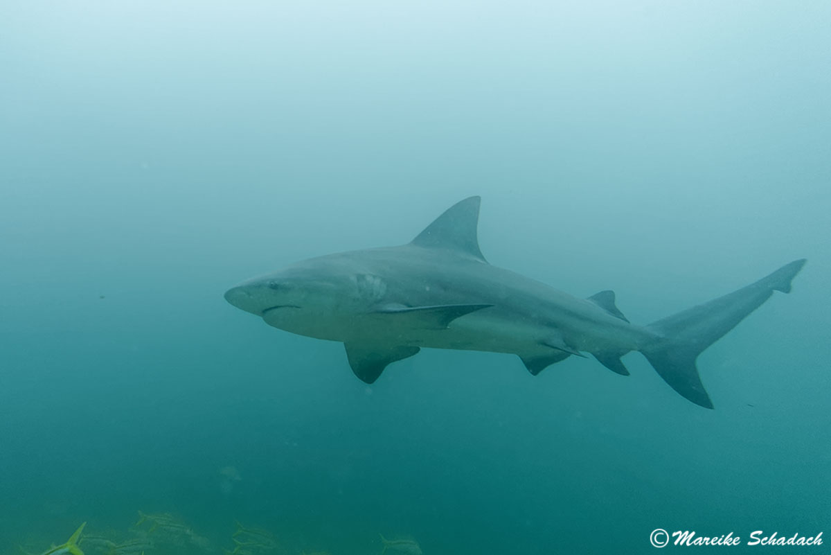 Shark Diving mit Bullenhaien, Cabo Pulmo - Tipps fürs Haitauchen