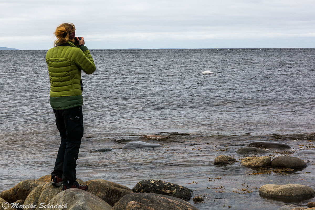 Die Beluga Wale der Solowezki-Inseln - Zum Beluga Kap | Fernweh-Motive