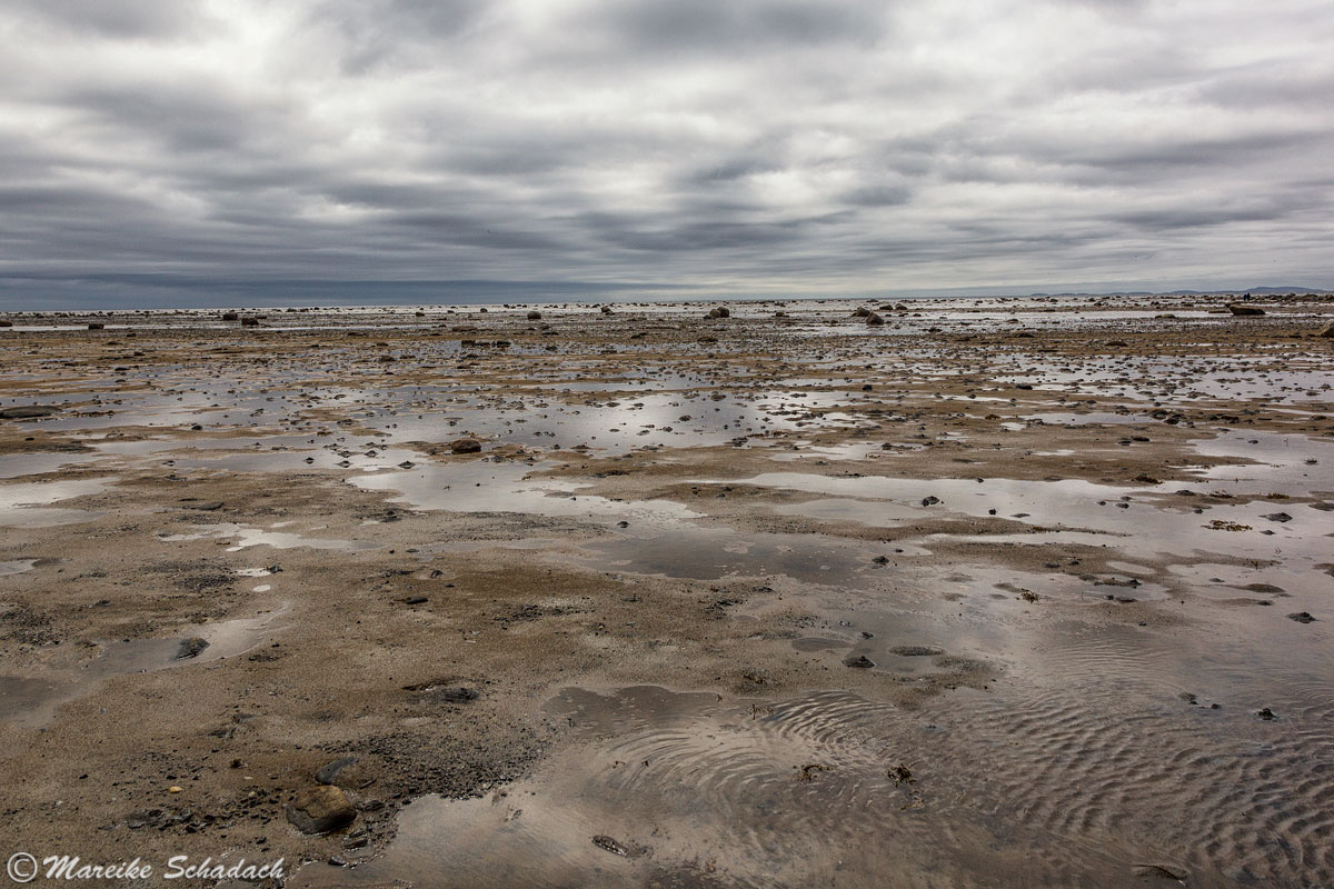 Die Beluga Wale der Solowezki-Inseln - Zum Beluga Kap | Fernweh-Motive