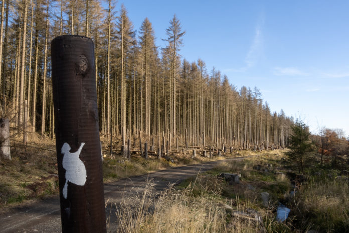Harzer Hexenstieg - Highlights und Tipps für 100 km wandern im Harz
