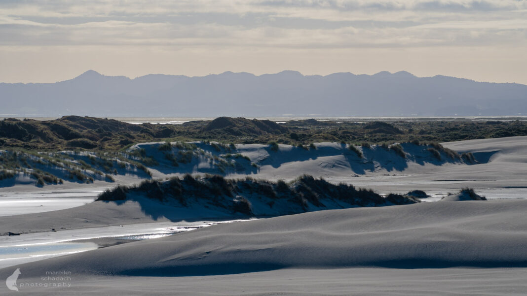 Ausflug zu den Dünen von Farewell Spit, Neuseeland | Fernweh-Motive